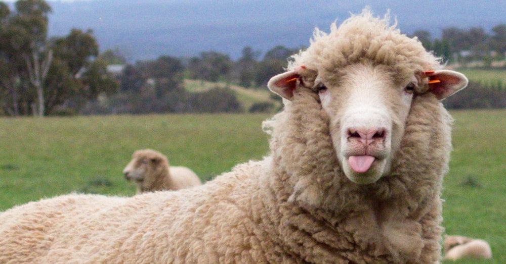 Premium Merino Wool Socks. The Very Best Merino. The Very Best Value ...